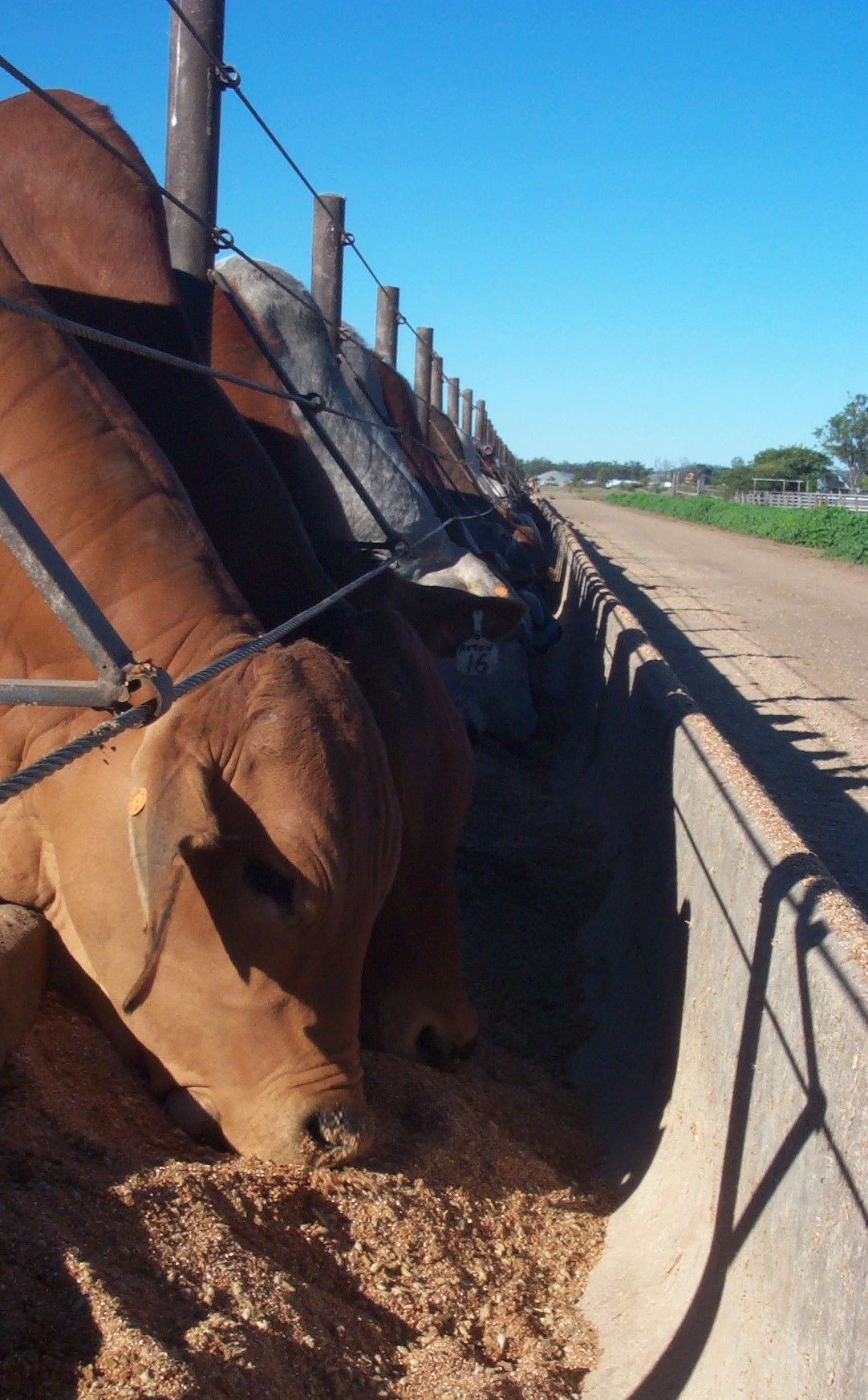 Lot Feed Your Cattle